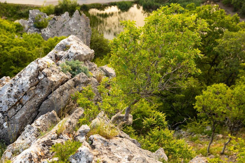 A Lonely Tree Growing on a Rock in the Wild Mountains Stock Image ...