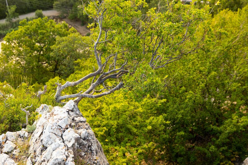 A Lonely Tree Growing on a Rock in the Wild Mountains Stock Image ...