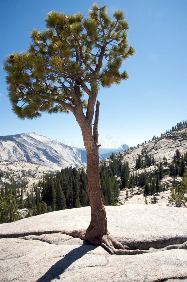 Lonely Tree Growing between Rocks Stock Image - Image of mountain ...