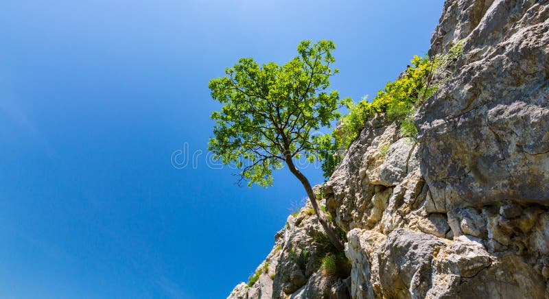 Lonely Tree Hanging from Rocks in the Mountains Stock Photo - Image of ...