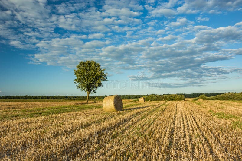 Tree and hay on the field stock photo. Image of golden - 154353566