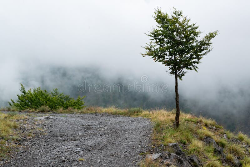 Lonely Tree on the Alpine Mountain Road Stock Photo - Image of outdoor ...