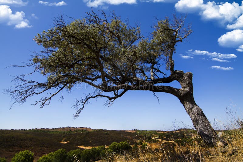 Baobab tree landscape stock image. Image of gigantic - 14781561