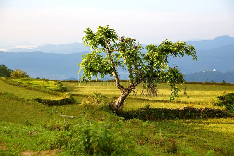 Lonely Tree at Himalayas Mountains Stock Image - Image of grass, scene ...