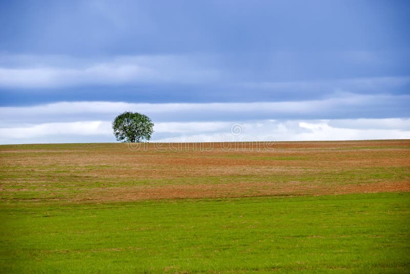 A Lonely Tree on the Horizon of a Field with a Thunderstorm Sky. Spring ...