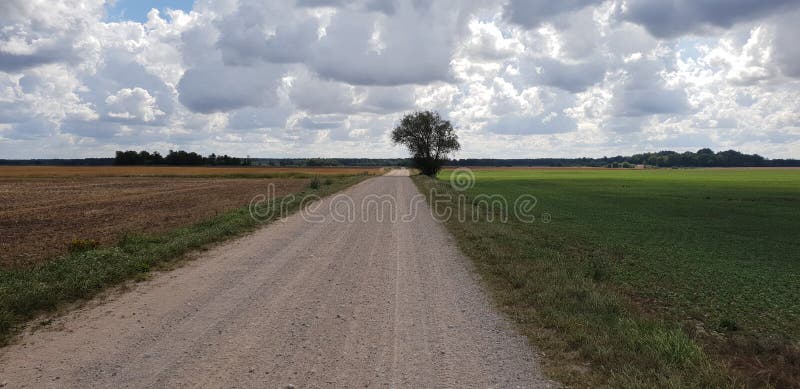 Old Oak Tree on the Horizon Stock Photo - Image of open, countryside ...