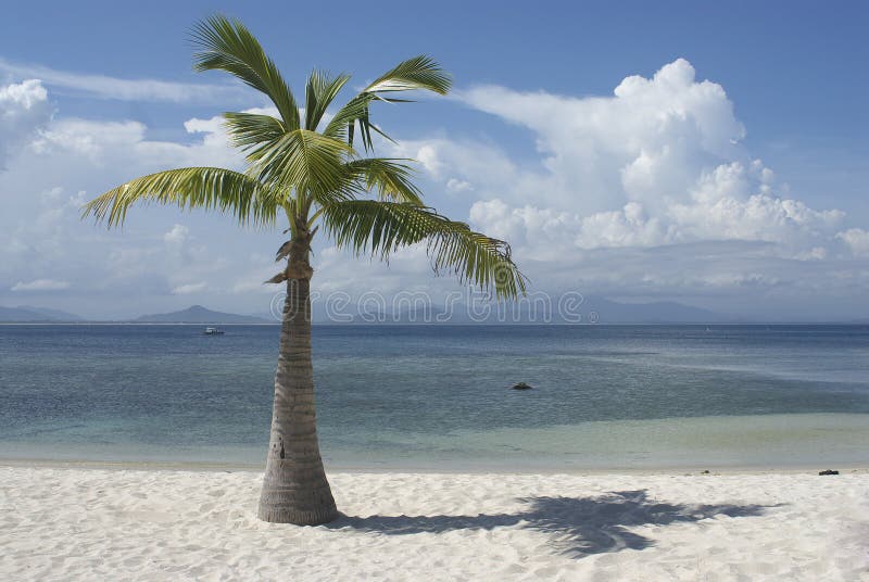 Lonely tree on the island. stock image. Image of white - 39968487