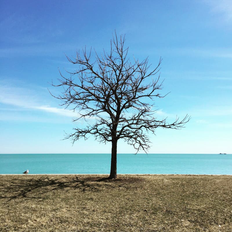 Lonely Tree by Lake Michigan Stock Image - Image of bare, park: 58066401