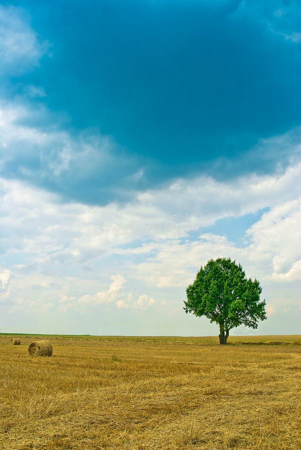 Lonely Tree in the Landscape Stock Photo - Image of cloudy, green: 19846534