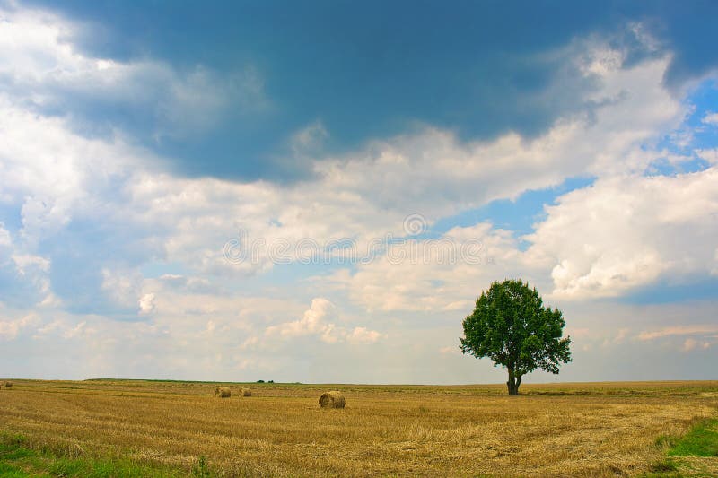 Lonely Tree in the Landscape Stock Photo - Image of nature, countryside ...