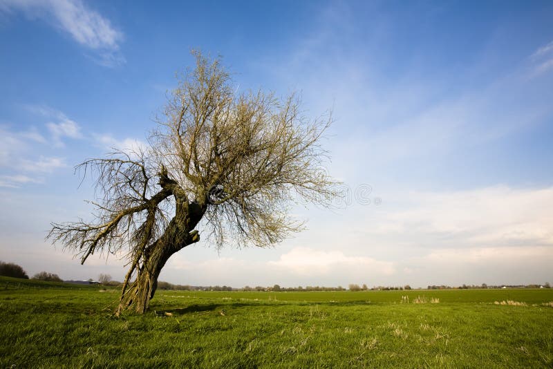 Lonely tree in landscape stock image. Image of green, outdoor - 4830895