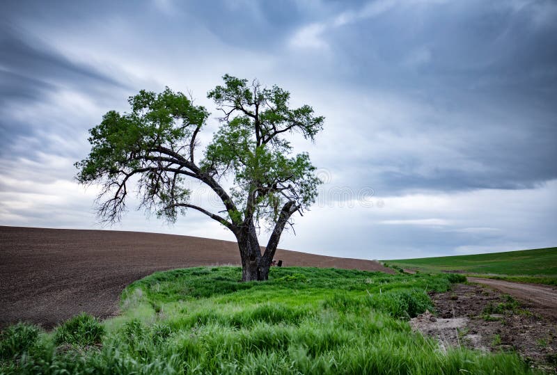 Lonely tree landscape stock photo. Image of blue, summer - 153204768