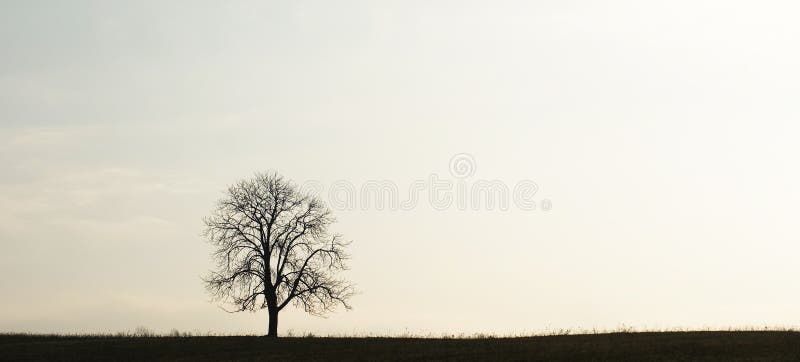 A lonely tree stock photo. Image of landscape, white - 33974174