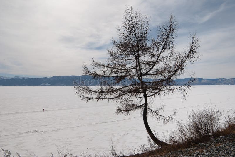 Lonely tree larch winter stock image. Image of travel - 68046713