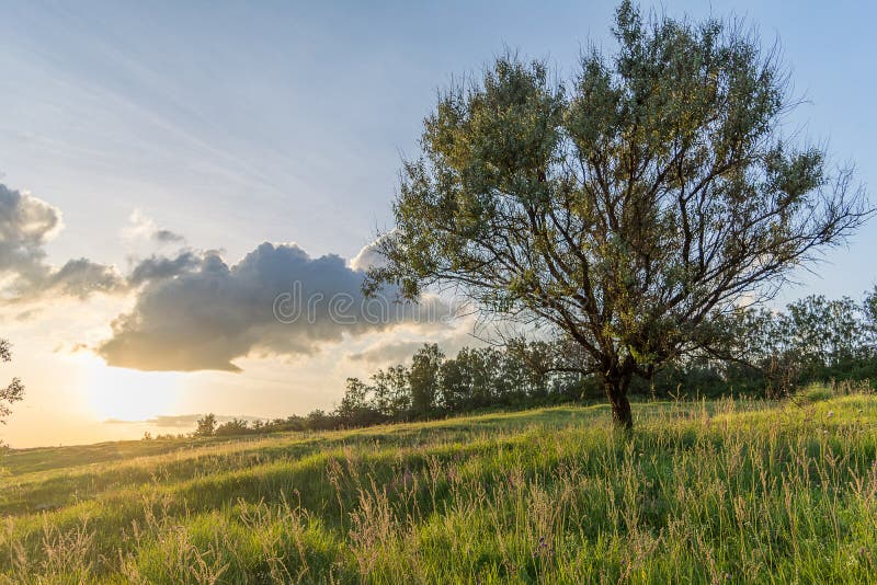 Lonely tree stock image. Image of lonely, color, hill - 74404179