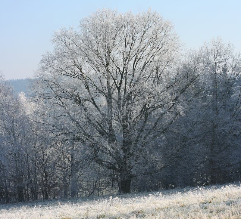 Lonely Tree on Meadow in December Morning Stock Photo - Image of snow ...