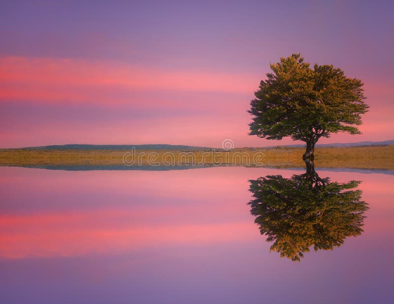 Lonely Tree on Meadow with Lake Reflections at Sunset Stock Image ...
