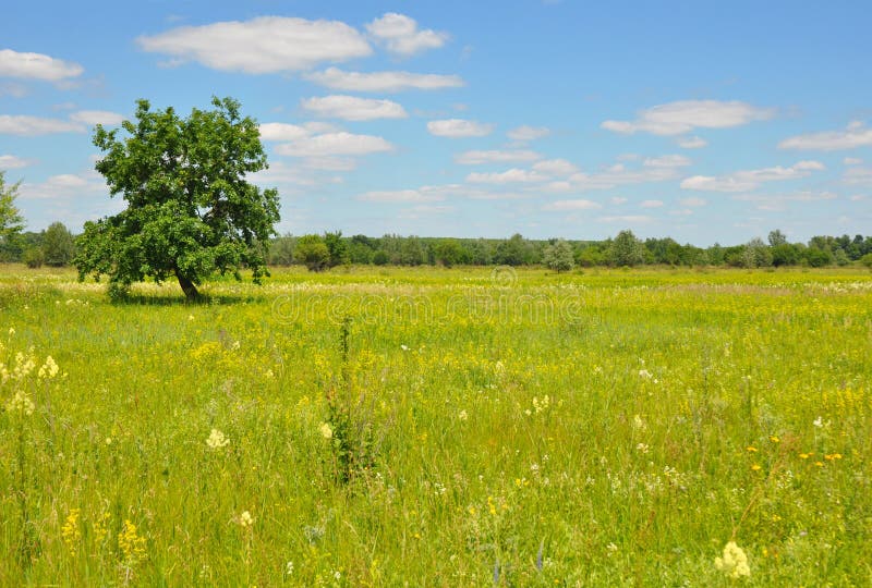 Lonely Tree in the Meadow . a Tree in the Meadow with Landscape, Clouds ...