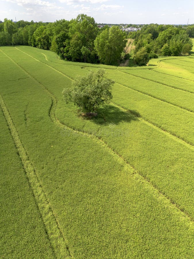 Lonely Tree in the Middle of a Field, Landscape. Aerial Landscape Stock ...