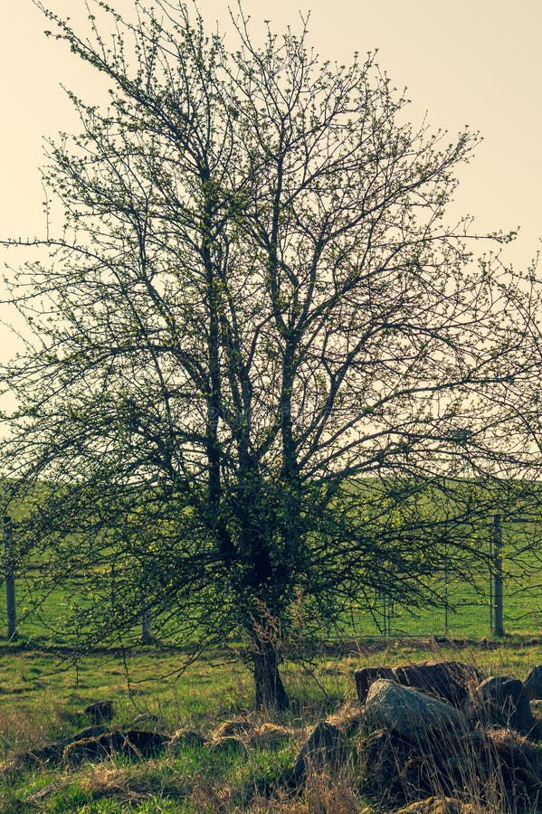 Lonely Tree in the Middle of a Field. Meadow with Solitary Dry Tree ...