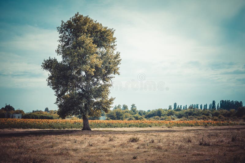 Lonely Tree in the Middle of the Field Stock Image - Image of alone ...