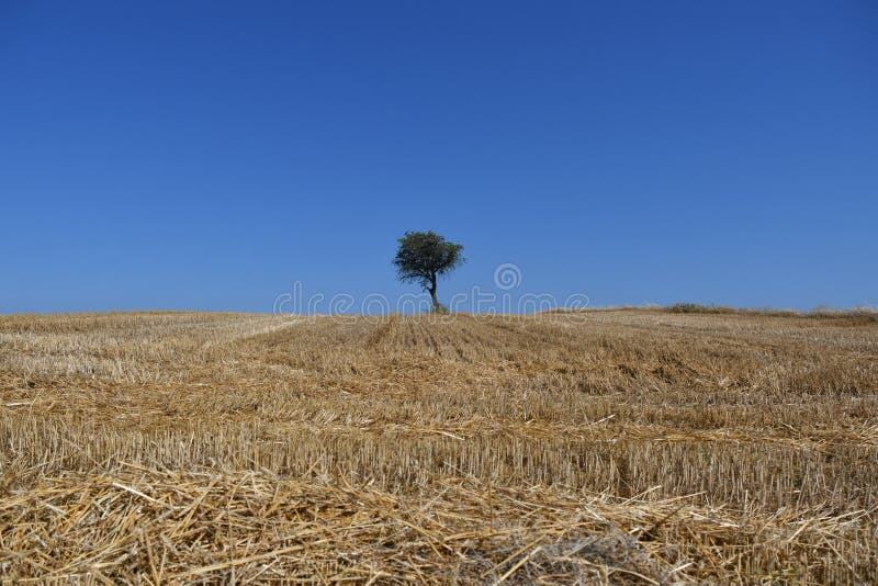 TREE in the MIDDLE of NOWHERE - Black and White Shot of a Tree Stock ...