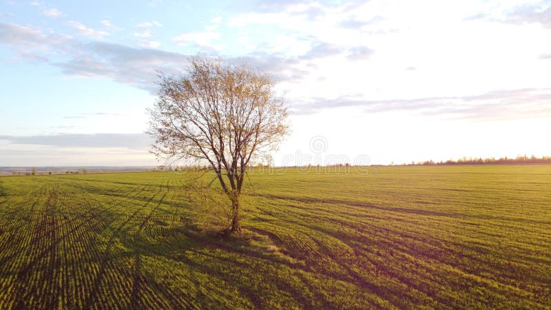 Lonely Tree in the Middle of a Green Field Stock Image - Image of vista ...
