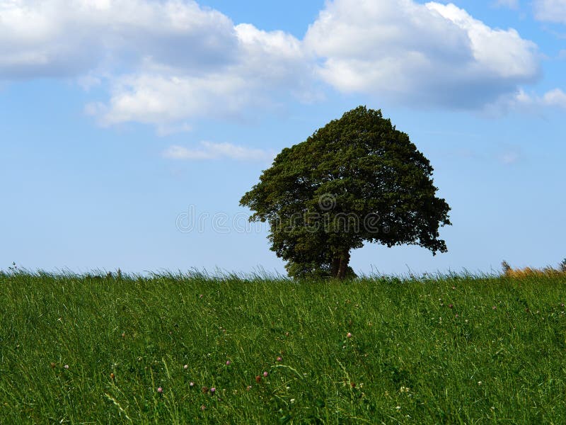 Lonely Tree in the Middle of a Green Field Stock Image - Image of ...