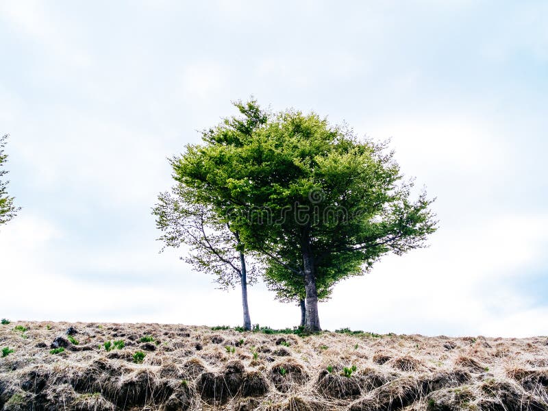 Lonely Tree in the Middle of a Meadow, in Black and White Stock Image ...