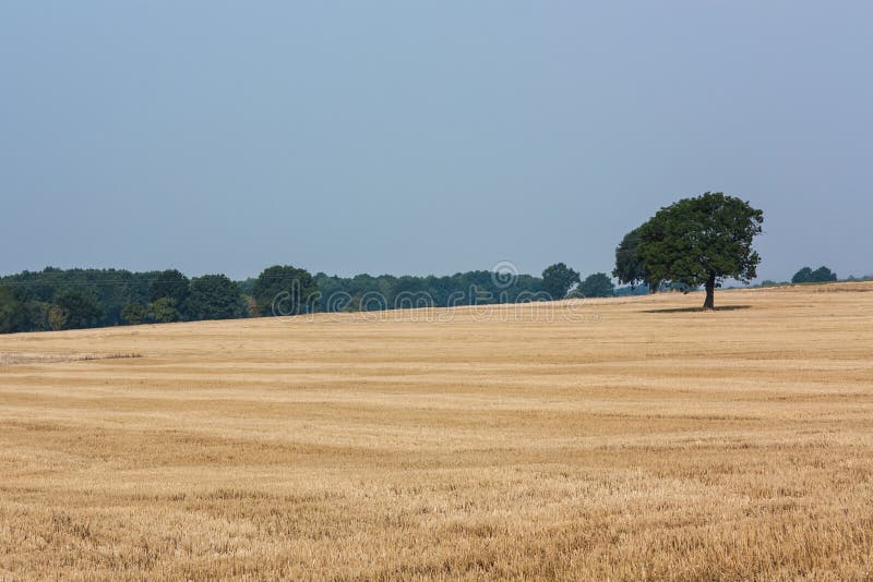 Lonely tree. stock photo. Image of color, pulpit, basin - 58073586