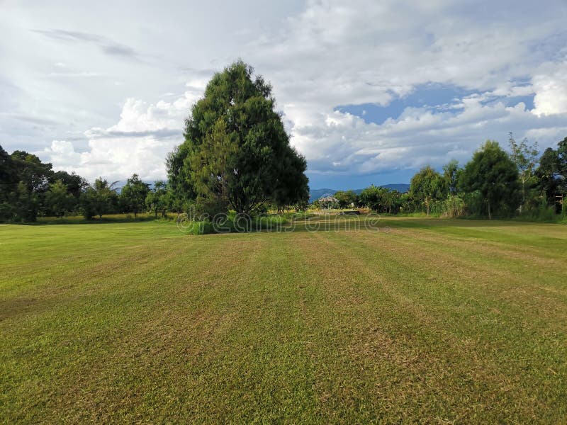 A Lonely Tree in the Middle of Field Stock Image - Image of grass ...