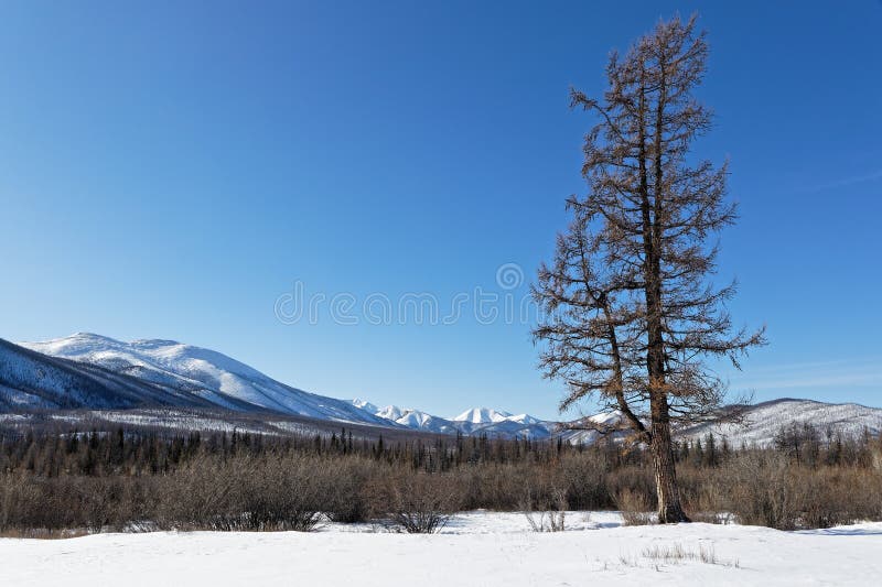 Lonely Tree in a Mongolian Landscape Stock Image - Image of wild, white ...