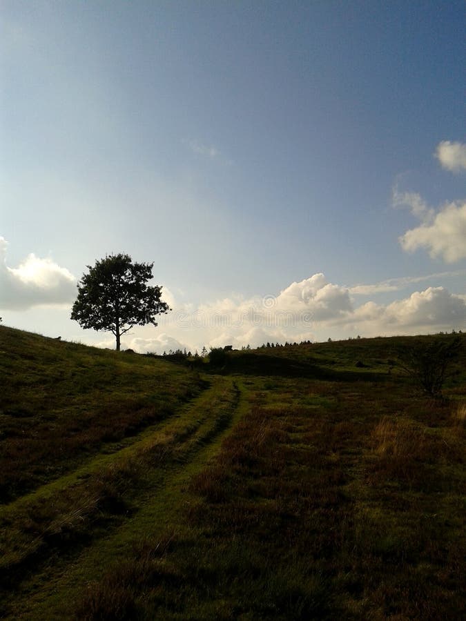 Lonely tree on the moor stock photo. Image of moor, tree - 67226496