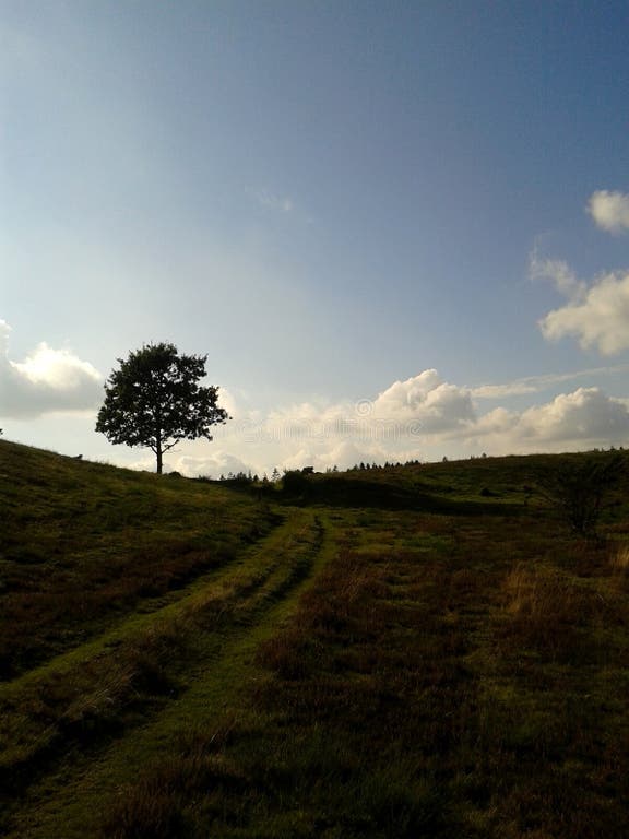Lonely tree on the moor stock photo. Image of moor, tree - 67226496