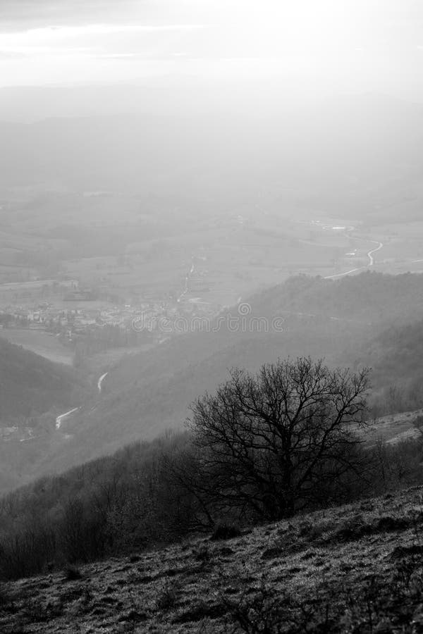 A Lonely Tree on a Mountain Cliff, with Others Mountains and Mist on ...
