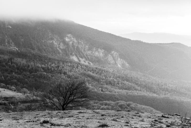 A Lonely Tree on a Mountain Cliff, with Others Mountains and Mist on ...