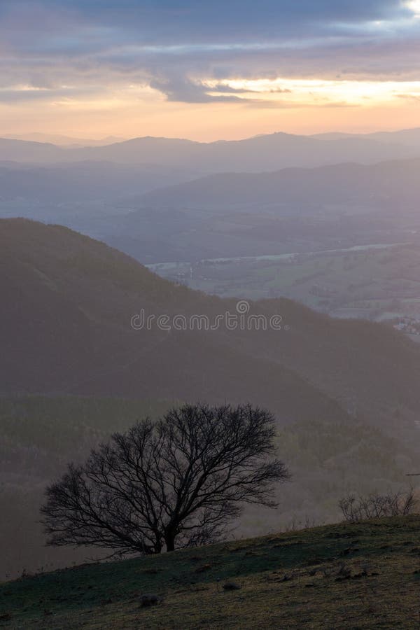 A Lonely Tree on a Mountain Cliff, with Others Mountains and Mist on ...
