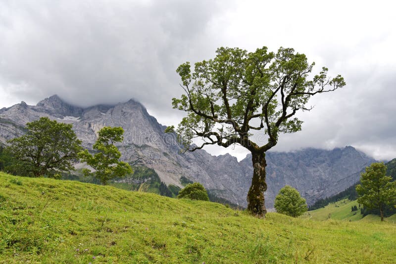Lonely tree stock image. Image of moment, green, outdoor - 76272787