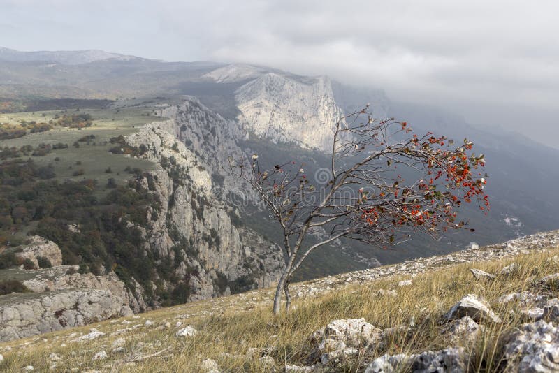 Lonely Tree in the Mountains with Bright Red Berries Stock Photo ...