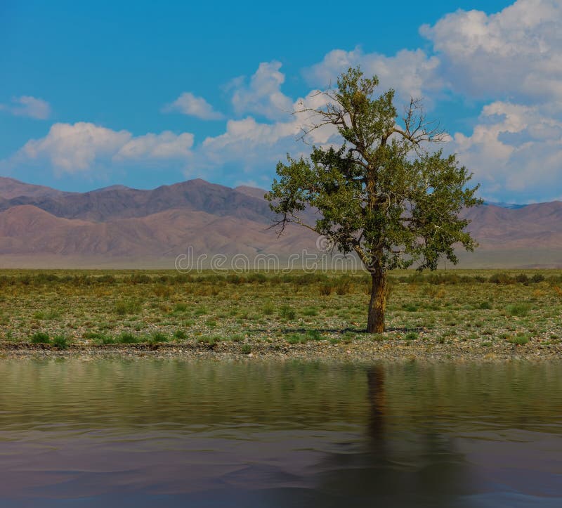 Lonely Tree in Mountains. Mongolia Stock Photo - Image of river ...