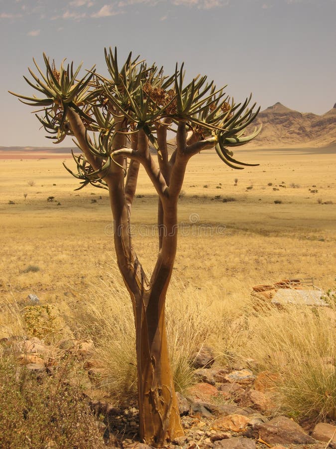 Lonely Tree in Namibian Desert Stock Image - Image of sossusvlei ...