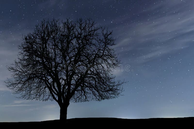 Lonely Tree in Starry Night. Milky Way Stock Photo - Image of ophiuichi ...