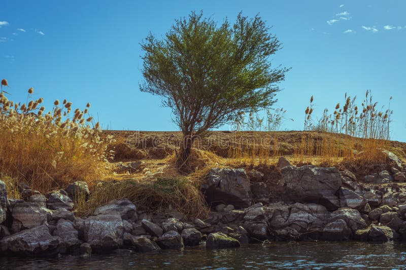 Lonely Tree on the Nile Shore Stock Image - Image of civilization ...