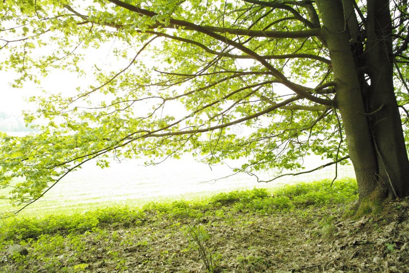Lonely tree stock image. Image of season, green, trunk - 96078449