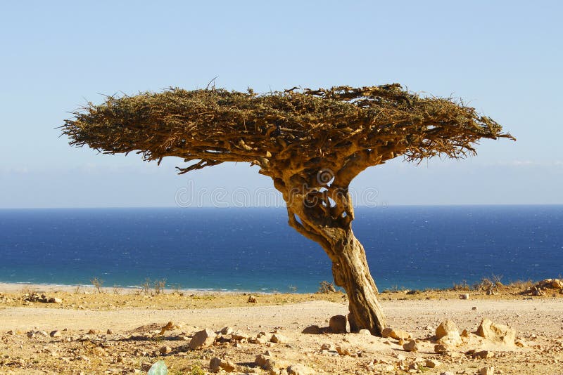 Lonely Tree in the Oman Desert Stock Image - Image of australian ...