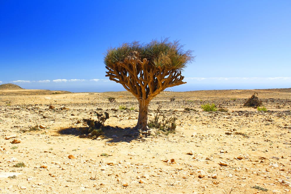 Lonely Tree in the Omani Desert Stock Image - Image of kings, national ...