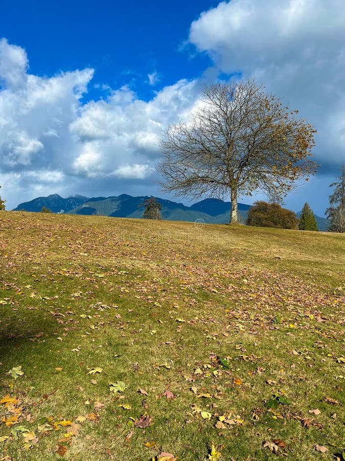 A Lonely Tree in an Open Clearing Stock Image - Image of leaf, clearing ...