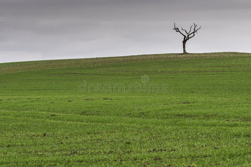 Lonely Tree in an Open Field Stock Image - Image of open, horizon ...