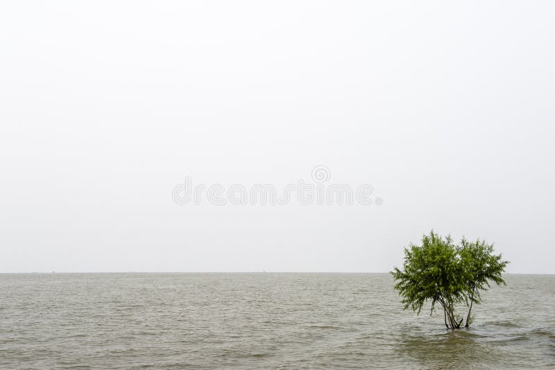Lonely tree over the river stock image. Image of chinese - 58601283