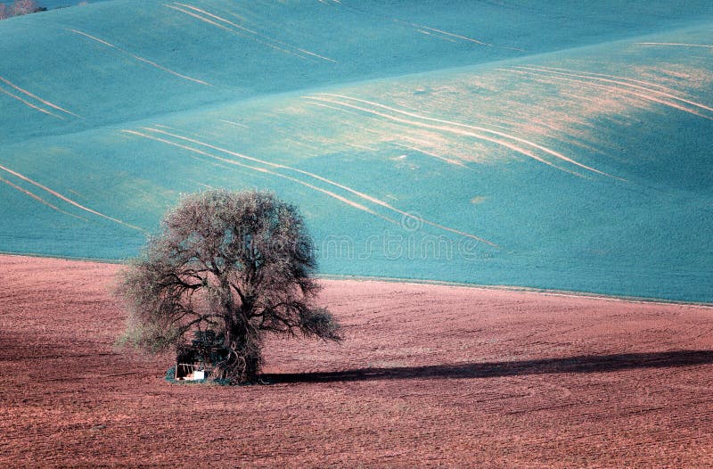 Lonely tree stock image. Image of country, hill, landscape - 55013169
